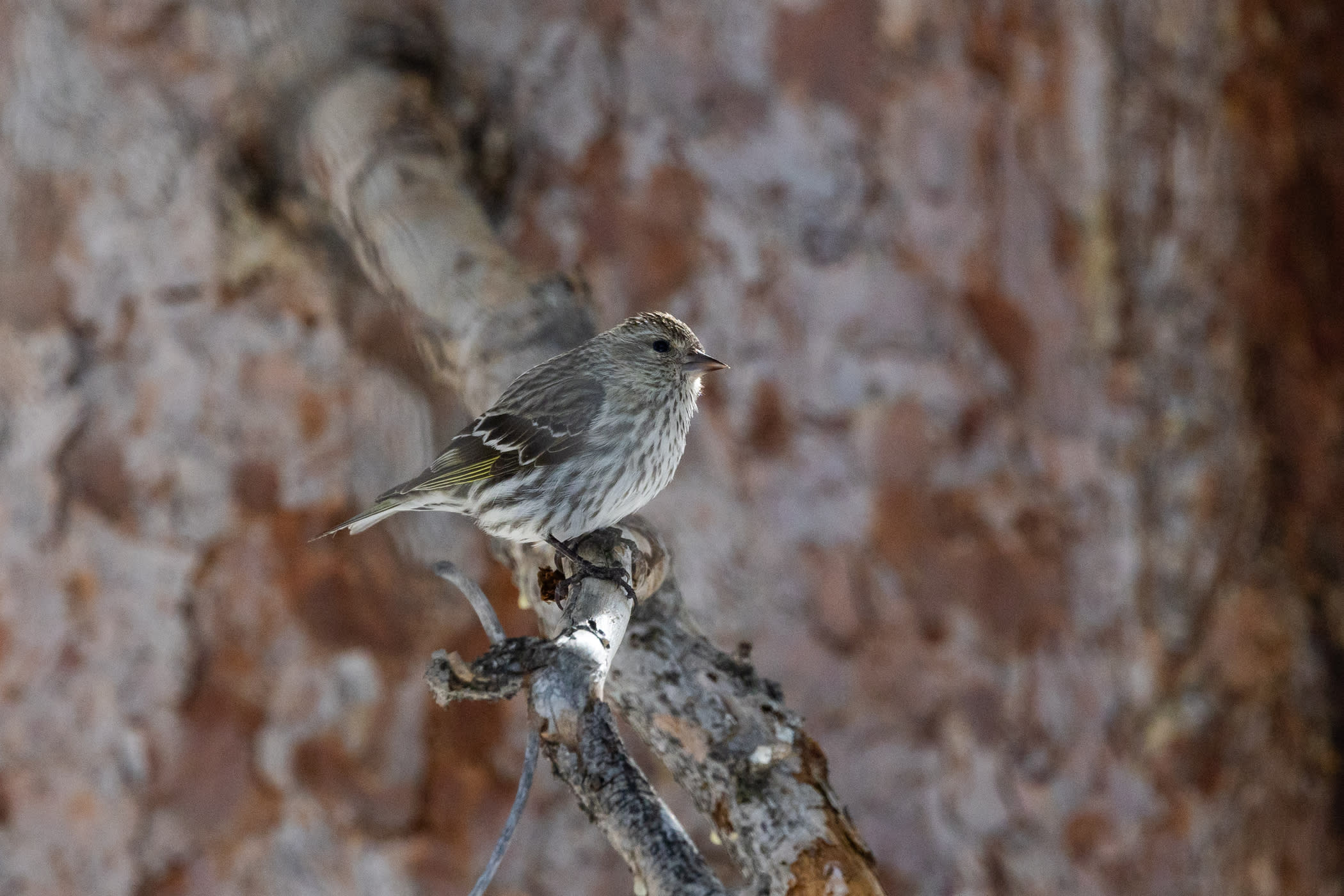 Winter Birds of Alta